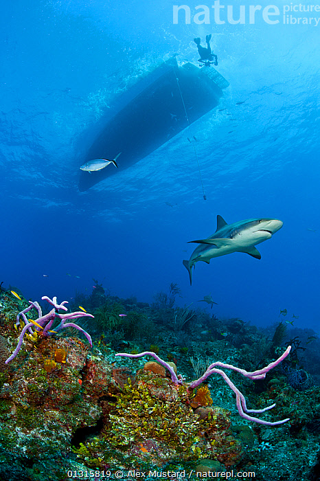 Stock photo of Caribbean reef shark (Carcharhinus perezi) swimming over ...