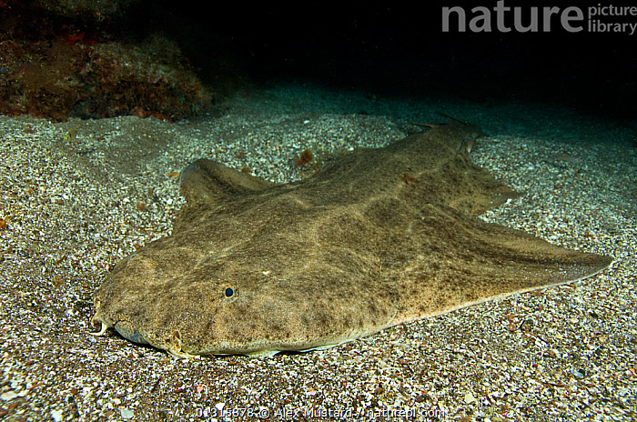 Stock photo of Angelshark (Squatina squatina) resting on the seabed at ...