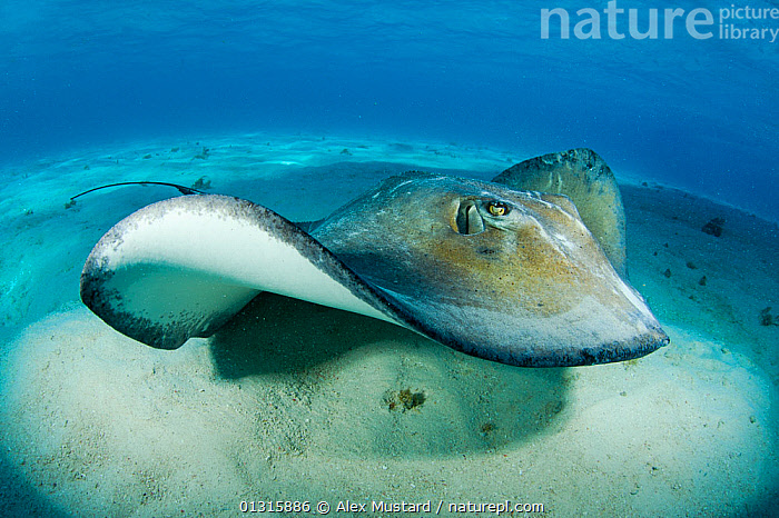 Stock photo of Southern stingray (Hypanus americanus) swimming over ...