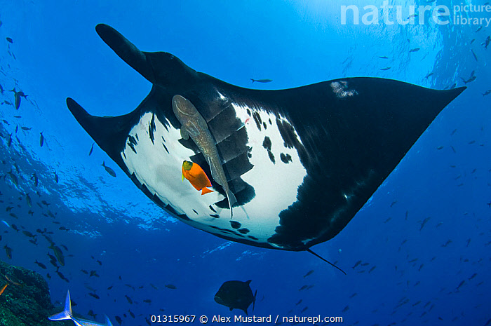 Stock photo of Giant Pacific Manta Ray (Manta birostris) with Remora ...