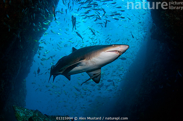 Stock photo of Grey nurse /Sand Tiger / Ragged-tooth Shark (Carcharias ...