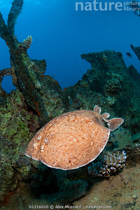 Stock photo of An Electric Ray (Torpedo panthera) swimming around a ...