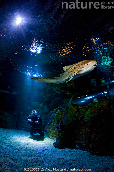 Stock photo of A captive Zebra shark (Stegostoma fasciatum / varium ...