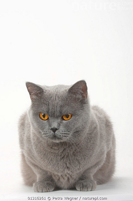 Stock photo of British Shorthair Cat, blue. Available for sale on www ...