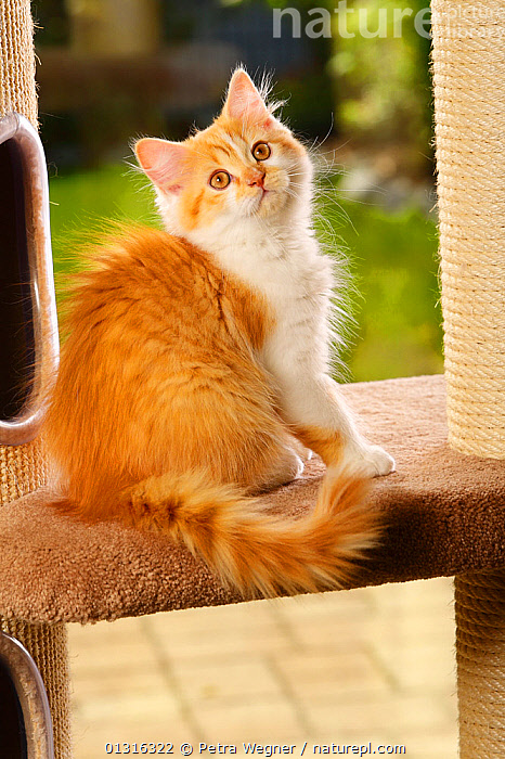 Stock photo of British Longhair Cat, kitten, red-tabby-white ...