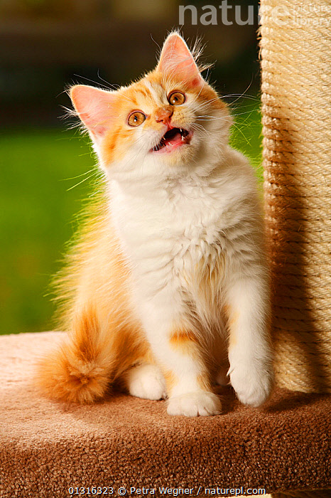 Stock photo of British Longhair Cat, kitten calling, red-tabby-white ...