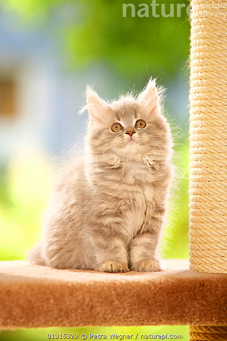 Stock photo of British Longhair Cat, kitten, blue-silver-tabby ...