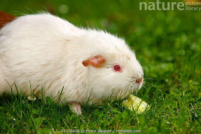 Stock photo of Guinea Pig, 10 years old, albino. Available for sale on ...