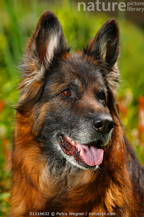 Stock photo of German Shepherd / Alsatian, 11 years, head portrait ...