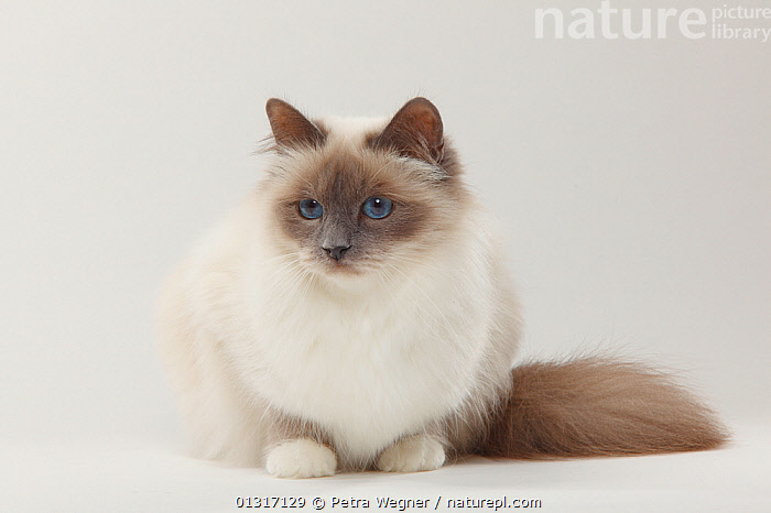 Stock photo of Sacred Cat of Burma / Birman, portrait of lilac-point ...