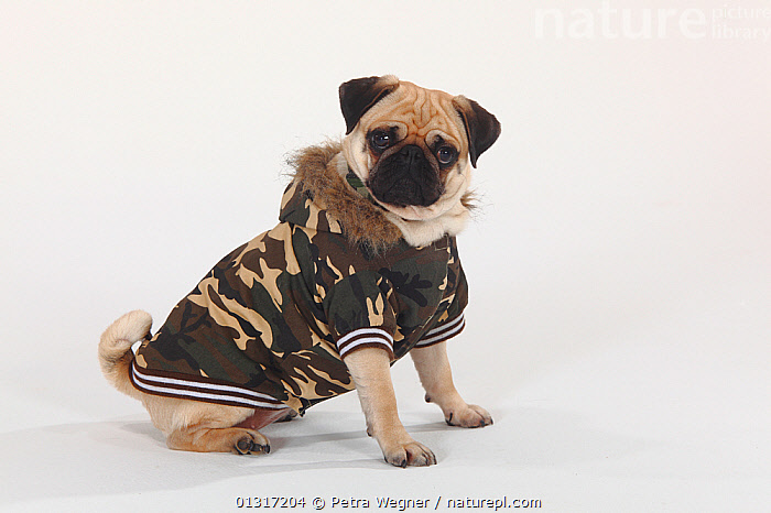 Stock photo of Pug portrait, sitting wearing camouflage jacket ...