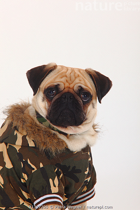 Stock photo of Pug head portrait, sitting wearing camouflage jacket ...