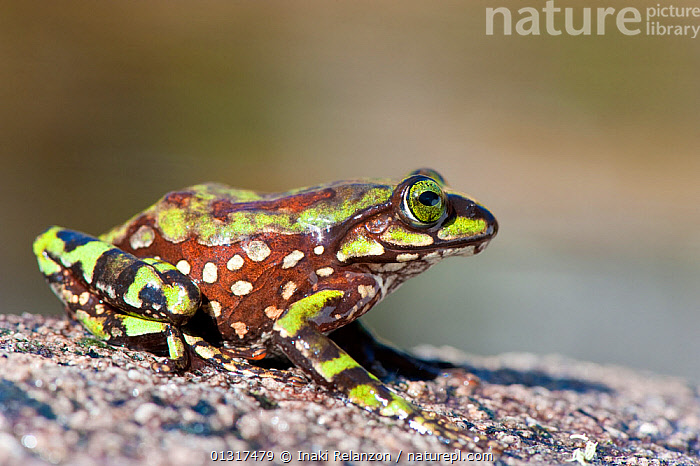 Stock photo of Tree frog (Boophis microtympanum), Andrigitra National ...