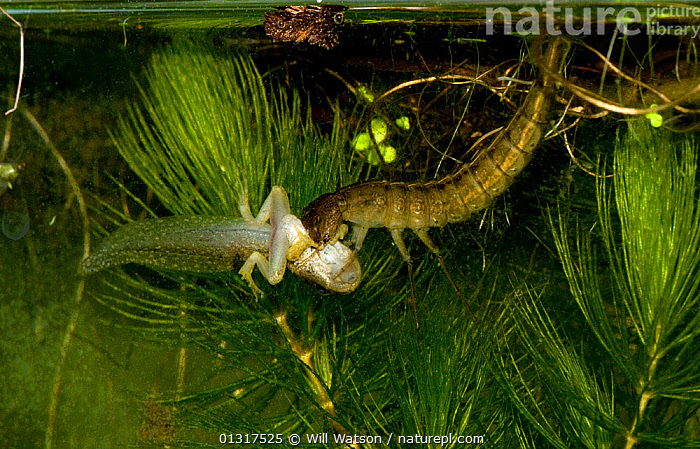 Stock photo of Great diving beetle (Dytiscus circumflexus) larva ...