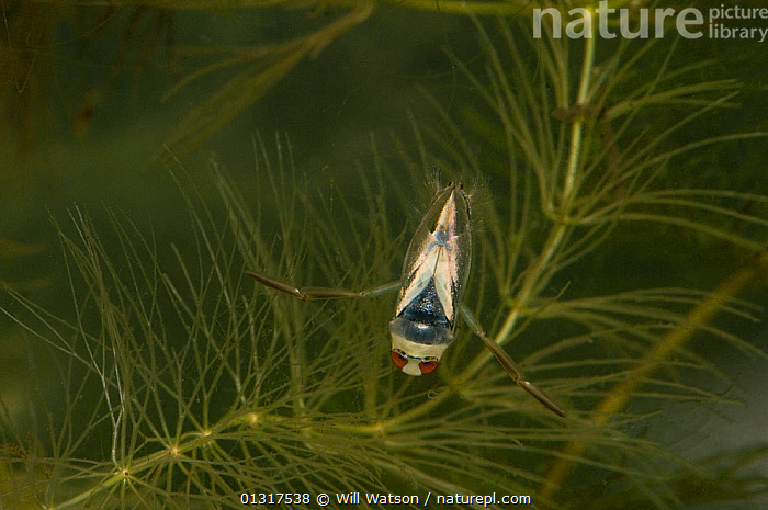 Stock photo of Small Backswimmer (Notonecta viridis) on Soft Hornwort ...