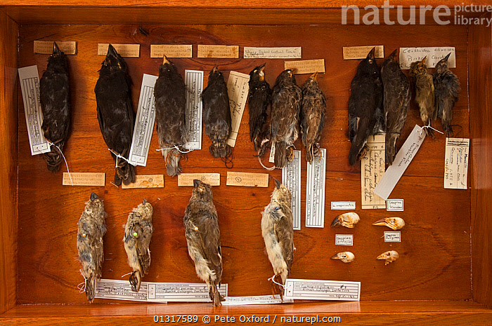 Stock photo of Finch specimens (Emberizidae) at the Charles Darwin ...