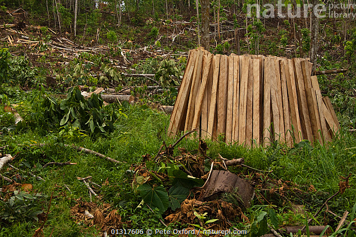 Stock photo of Wood extraction from the Highlands of Santa Cruz Island ...