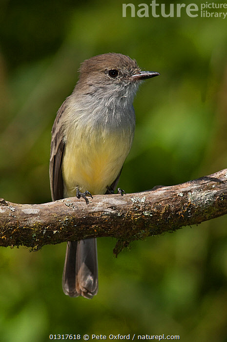 Stock photo of Galapagos / large billed flycatcher (Myiarchus ...