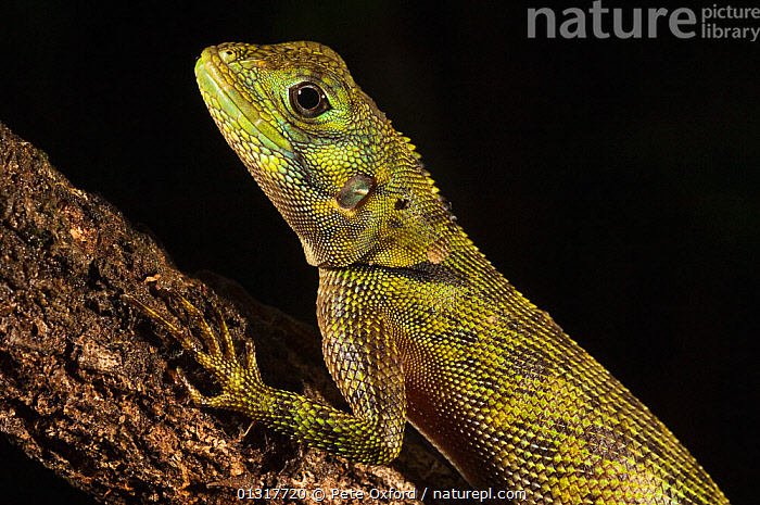 Stock photo of Collared tree runner (Tropidurus plica) in rainforest ...
