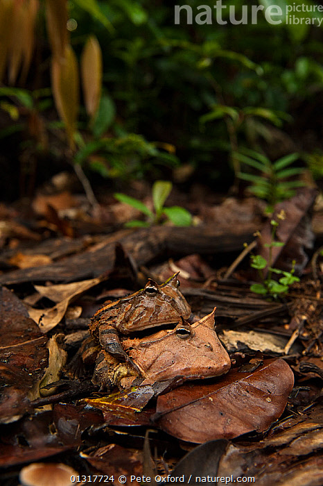 Stock photo of Amazon horned frog (Ceratophrys cornuta) mating pair on ...