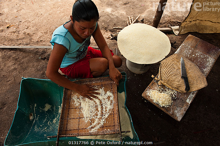 Stock photo of Macushi woman preparing cassava bread from Cassava ...