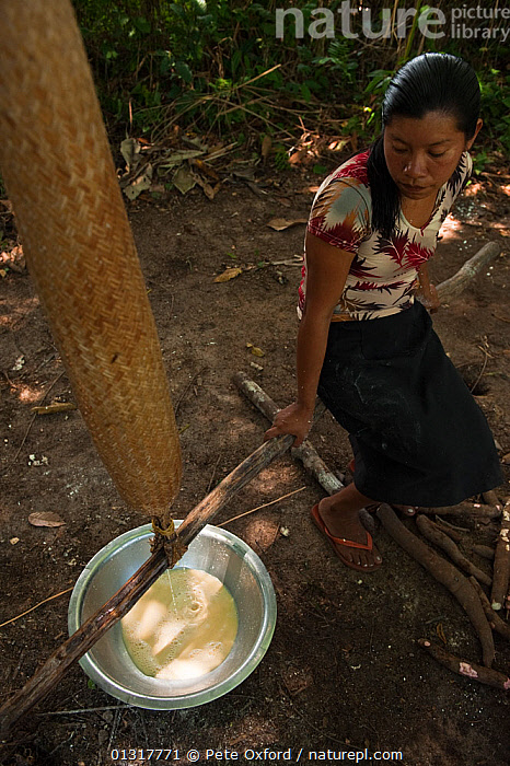 Stock photo of Macushi woman preparing cassava bread from Cassava ...