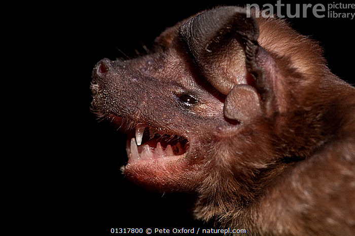 Stock photo of Head of Pallas' mastiff bat (Molossus molossus) captive ...