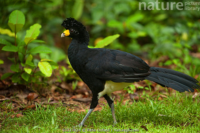 Stock photo of Black curassow (Crax alector) Iwokrama Reserve, Guyana ...