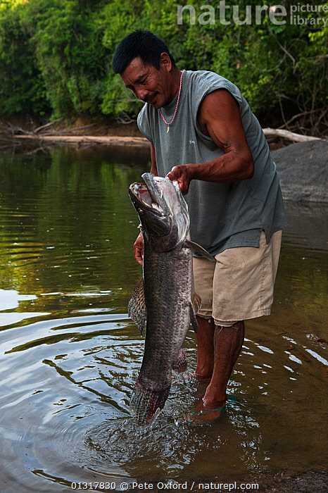 Stock photo of Man bring in a caught Haimara / Aymara (Hoplias aimara ...