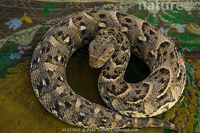 Puff Adder