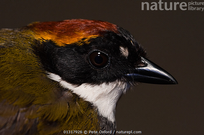 Stock photo of Chestnut-capped brush-finch (Arremon brunneinucha ...