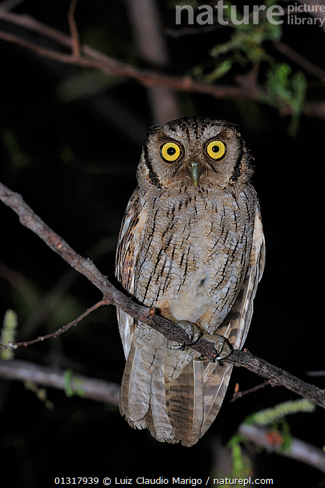 Stock photo of Tropical Screech Owl (Otus / Megascops choliba) perched ...
