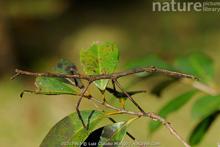 Stock photo of Stick Insect (Phasmidae) camouflaged on shrub, Atlantic ...