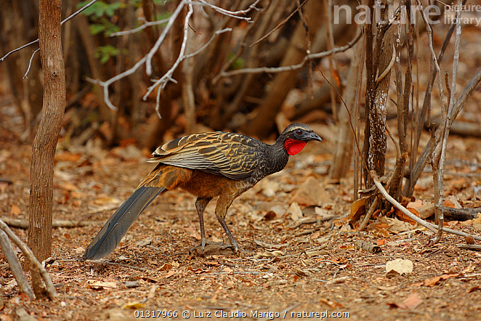 Stock photo of White-browed / Spix's Guan (Penelope jacquacu) foraging ...
