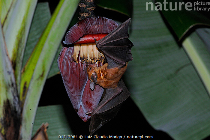 Stock photo of Pale Spear-nosed Bat (Phyllostomus discolor) drinking ...