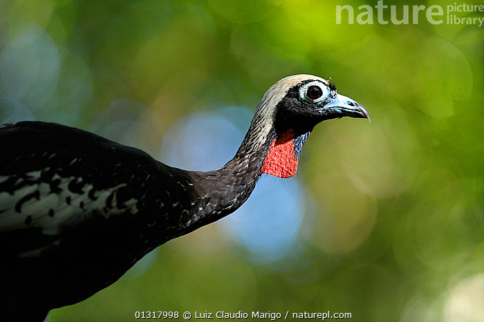 Stock photo of Black-fronted Piping-guan (Pipile jacutinga) head ...