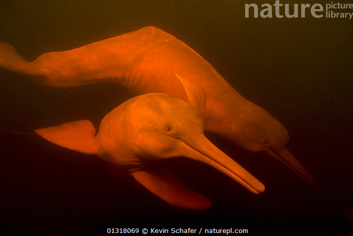 Stock photo of Two Amazon river dolphins / Botos (Inia geoffrensis ...