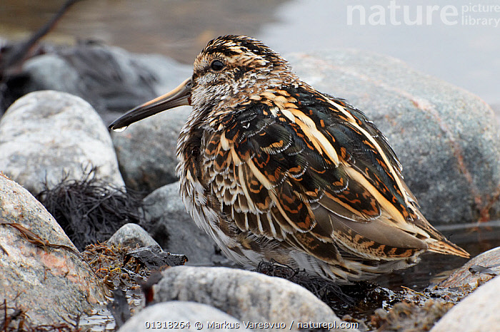 Stock photo of Jack Snipe (Lymnocryptes minimus) standing in coastal ...