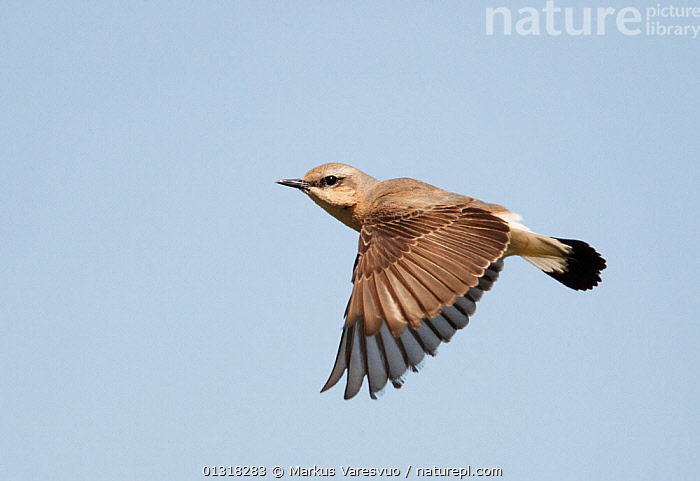 Stock photo of Northern Wheater (Oenanthe oenanthe) female in flight ...