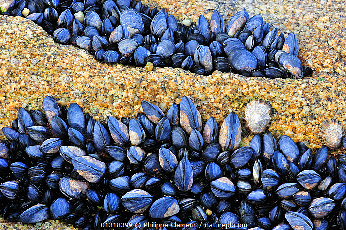 Stock photo of Bed of exposed Common / Blue mussels (Mytilus edulis) on ...