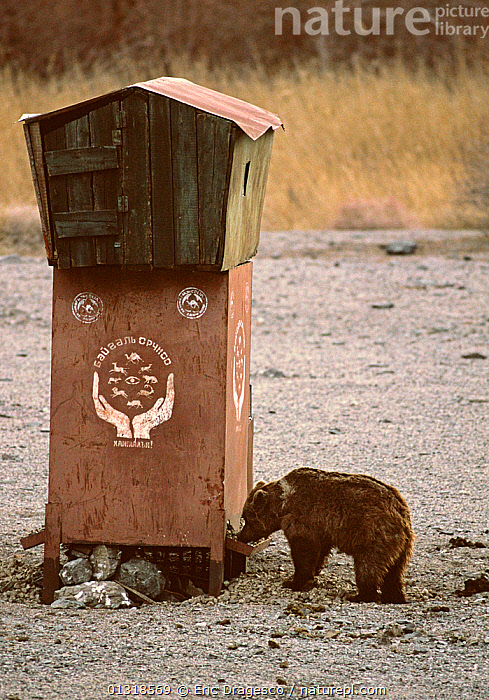 Stock photo of Gobi Bear (Ursus arctos gobiensis) at feeding station ...