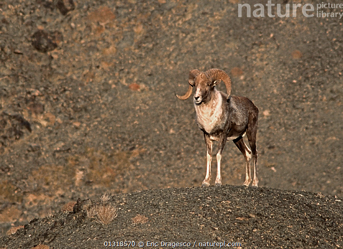 Stock photo of Male Argali sheep (Ovis ammon) standing on mountain side ...