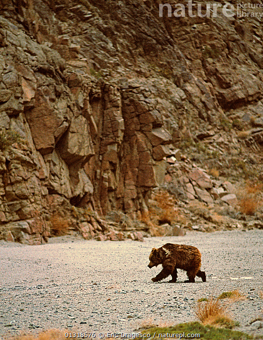 Stock photo of Gobi Bear (Ursus arctos gobiensis) foraging for food at ...