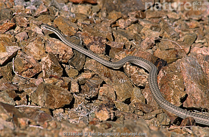 Stock photo of Steppe ribbon racer (Psammophis lineolatus) moving over ...