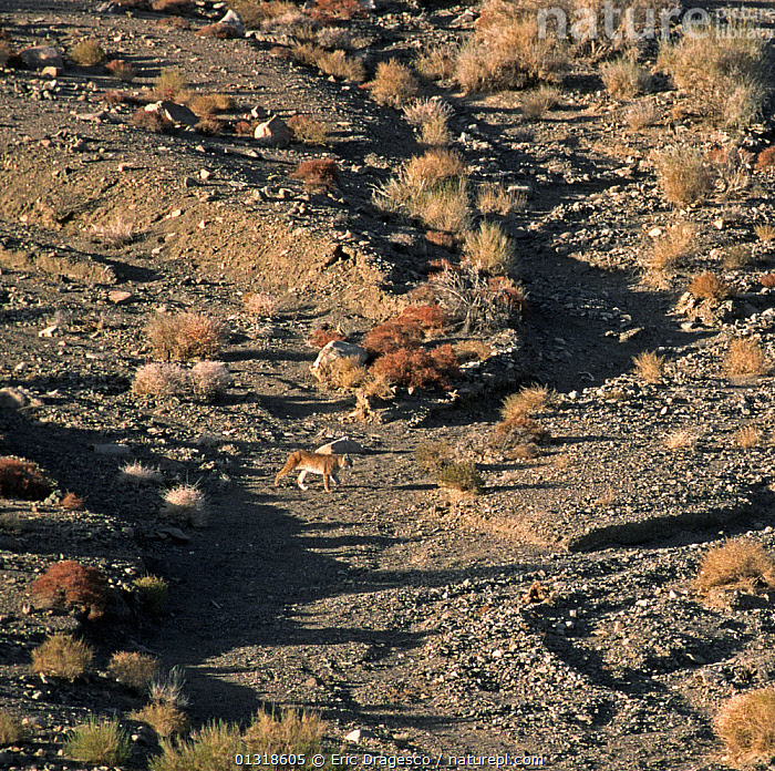 Stock photo of Female Lynx (Lynx lynx) moving through desert scrub ...