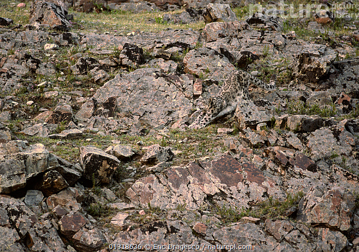 Stock photo of Wild female Snow Leopard (Panthera uncia) stretching ...