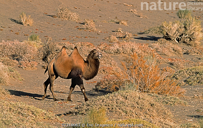 Stock photo of Wild Bactrian Camel (Camelus bactrianus) walking through ...