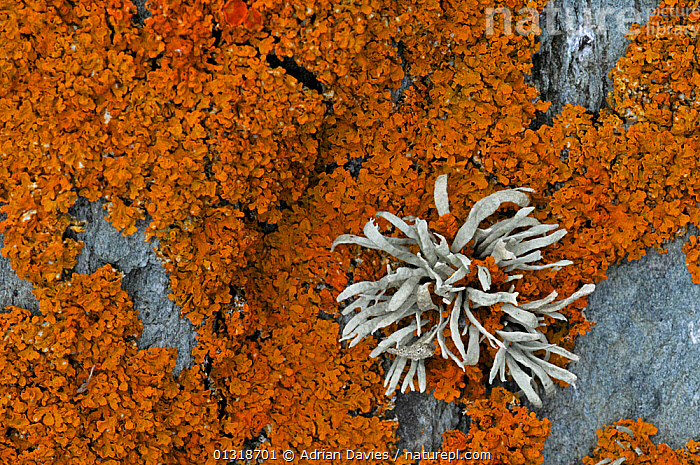 Stock photo of Orange coloured Seashore Lichens (Xanthoria parietina ...