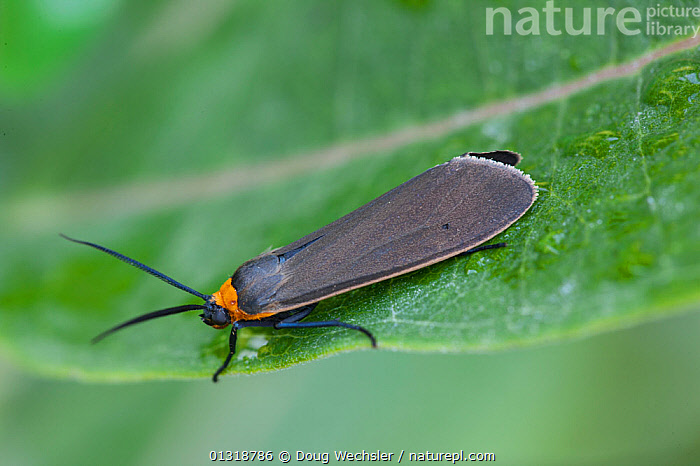 Stock photo of Virginia ctenucha moth (Ctenucha virginica) on milkweed ...