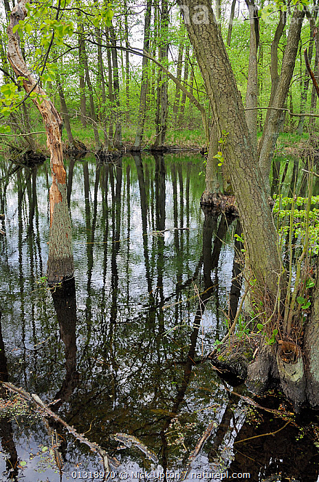 Stock photo of Black Alder (Alnus glutinosa) trees and reflections in ...